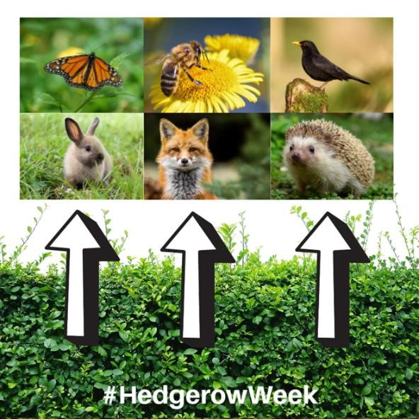 Agri Aware and Teagasc Team Up for Hedgerow Week 2019. – Agri Aware